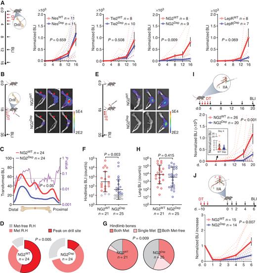Bone Metastasis Initiation Is Coupled with Bone Remodeling through ...