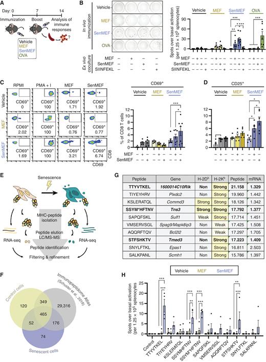 Cellular Senescence Is Immunogenic and Promotes Antitumor Immunity ...