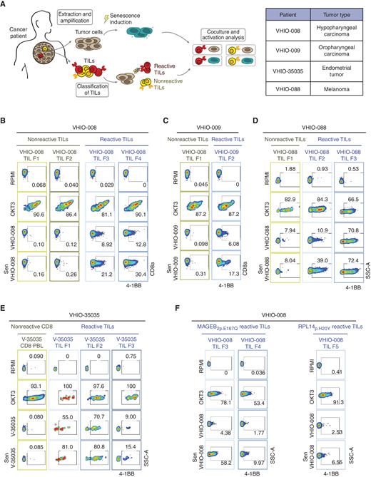 Cellular Senescence Is Immunogenic and Promotes Antitumor Immunity ...