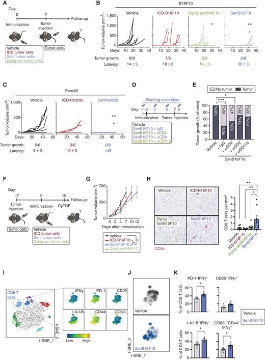 Cellular Senescence Is Immunogenic and Promotes Antitumor Immunity ...
