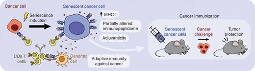 Cellular Senescence Is Immunogenic and Promotes Antitumor Immunity ...
