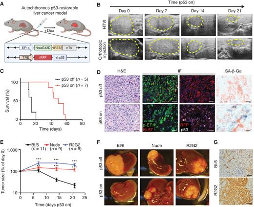 Senescence Rewires Microenvironment Sensing to Facilitate Antitumor ...
