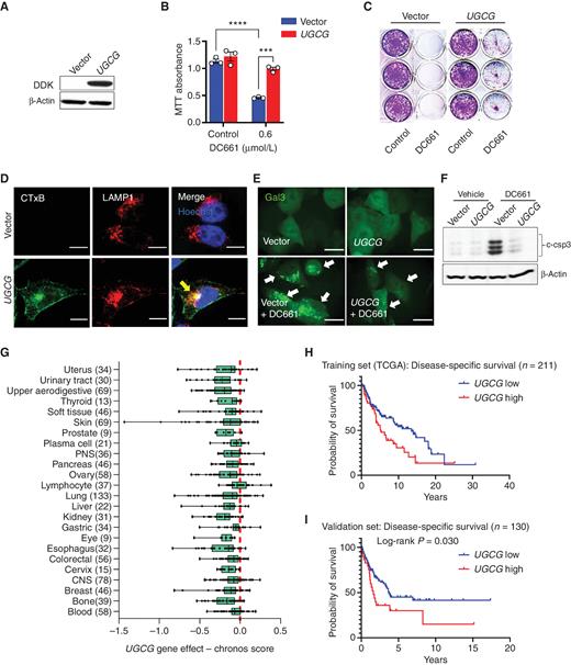 Targeting UGCG Overcomes Resistance to Lysosomal Autophagy Inhibition ...