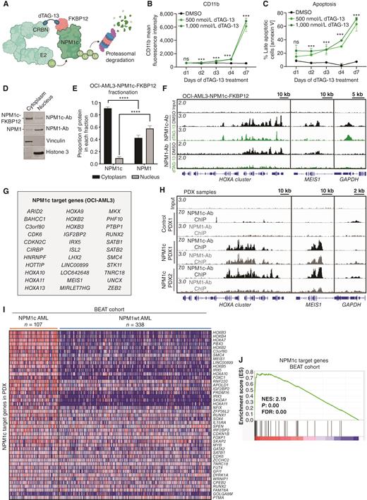 Mutant NPM1 Directly Regulates Oncogenic Transcription in Acute Myeloid ...