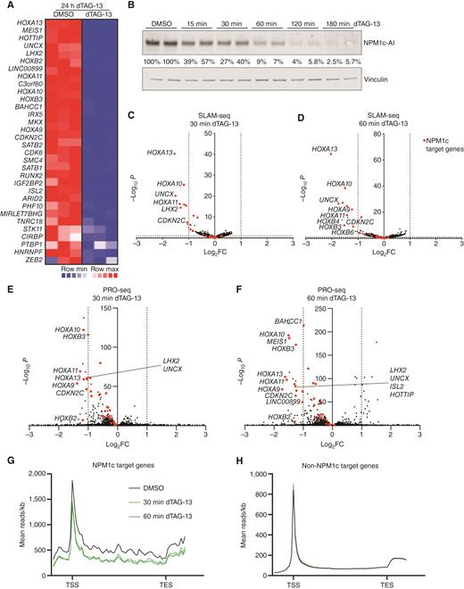 Mutant NPM1 Directly Regulates Oncogenic Transcription in Acute Myeloid ...