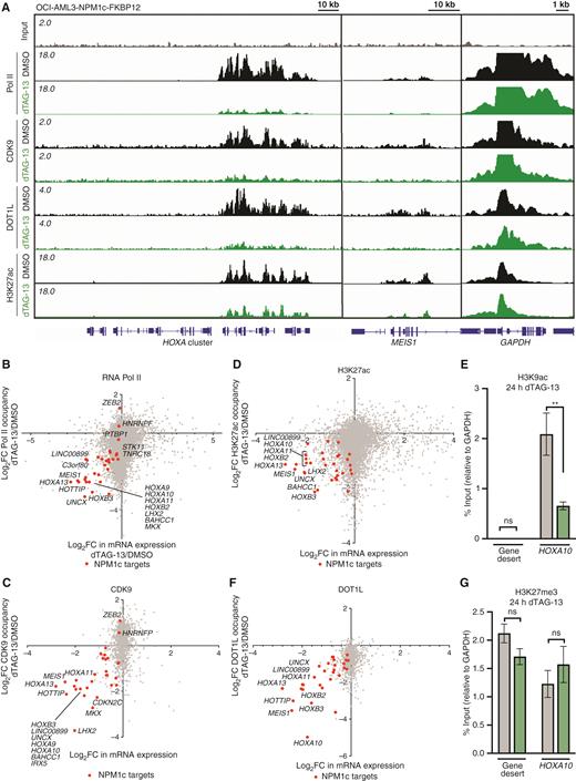 Mutant NPM1 Directly Regulates Oncogenic Transcription in Acute Myeloid ...