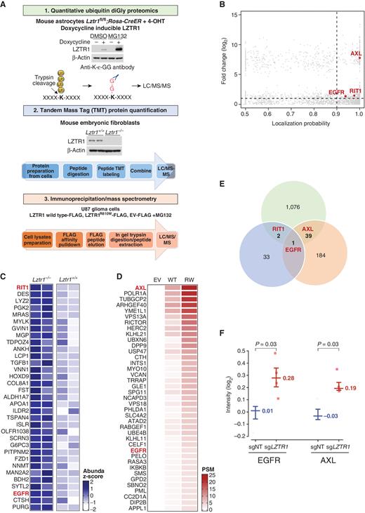 LZTR1 Mutation Mediates Oncogenesis through Stabilization of EGFR and ...