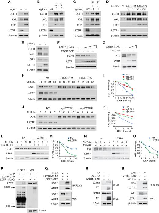 LZTR1 Mutation Mediates Oncogenesis through Stabilization of EGFR and ...