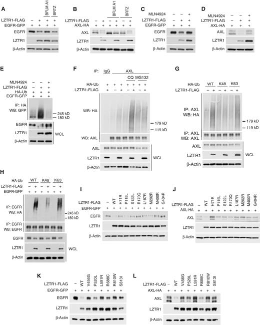 LZTR1 Mutation Mediates Oncogenesis through Stabilization of EGFR and ...