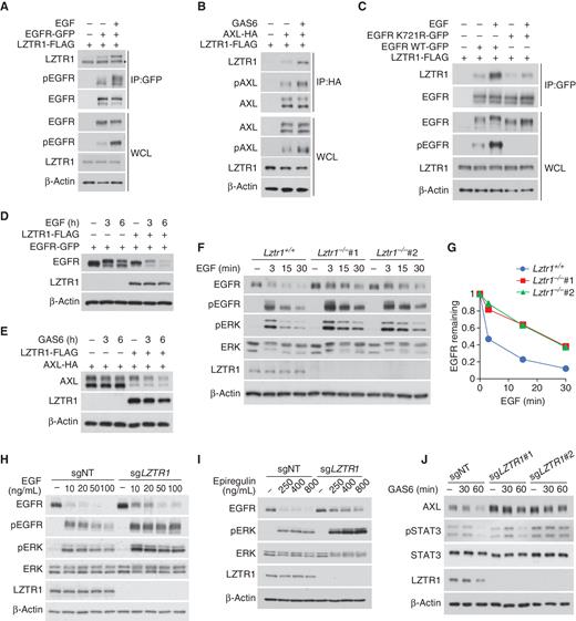 LZTR1 Mutation Mediates Oncogenesis through Stabilization of EGFR and ...