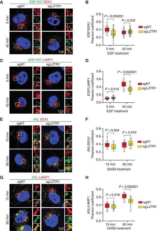 LZTR1 Mutation Mediates Oncogenesis through Stabilization of EGFR and ...