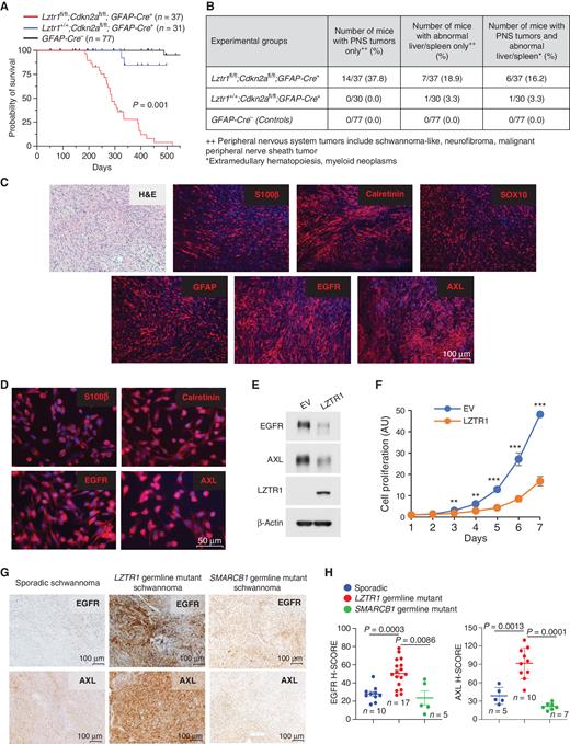 LZTR1 Mutation Mediates Oncogenesis through Stabilization of EGFR and ...