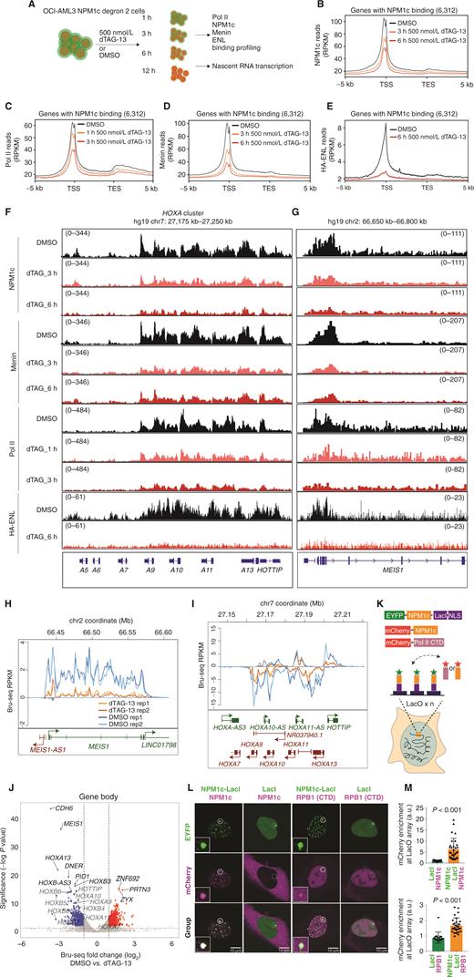 Mutant NPM1 Hijacks Transcriptional Hubs to Maintain Pathogenic Gene Programs in Acute Myeloid ...