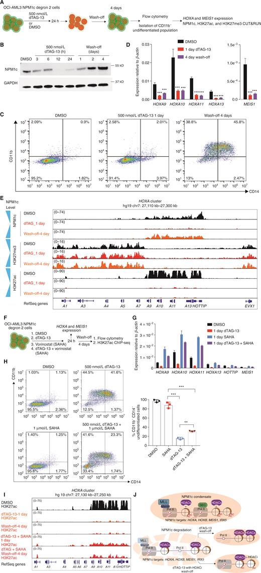 Mutant NPM1 Hijacks Transcriptional Hubs to Maintain Pathogenic Gene ...