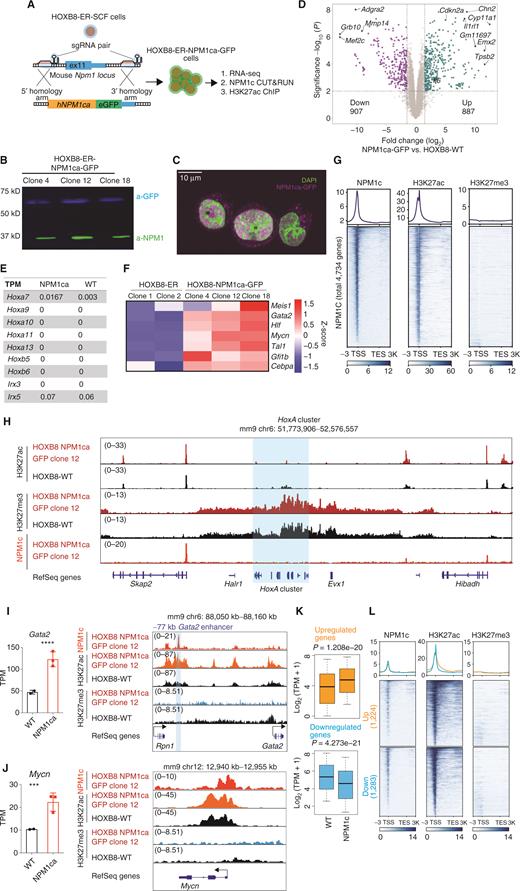 Mutant NPM1 Hijacks Transcriptional Hubs to Maintain Pathogenic Gene ...
