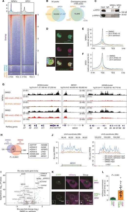 Mutant NPM1 Hijacks Transcriptional Hubs to Maintain Pathogenic Gene ...