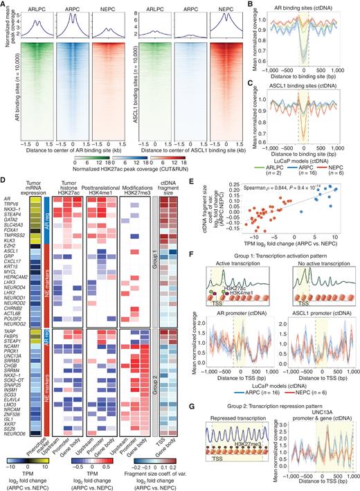 Nucleosome Patterns in Circulating Tumor DNA Reveal Transcriptional ...