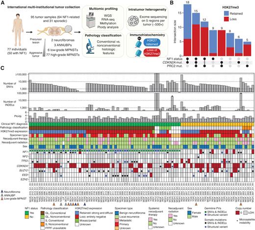 Genomic Patterns of Malignant Peripheral Nerve Sheath Tumor (MPNST ...