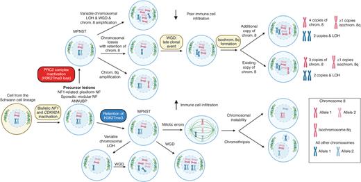 Genomic Patterns of Malignant Peripheral Nerve Sheath Tumor (MPNST ...