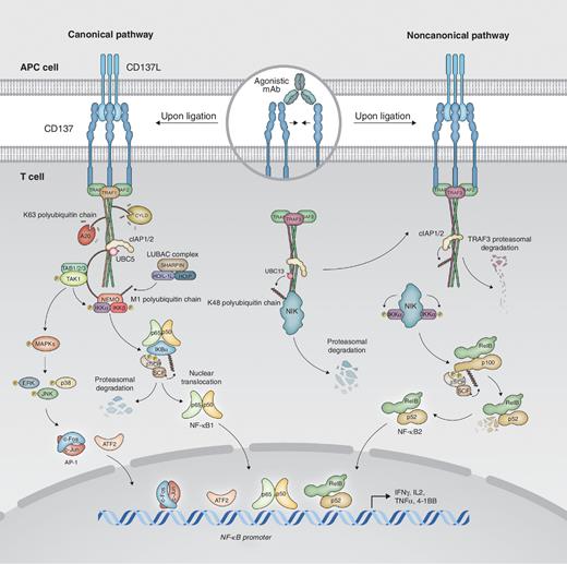 CD137 (4-1BB)-Based Cancer Immunotherapy on Its 25th Anniversary ...