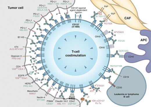 CD137 (4-1BB)-Based Cancer Immunotherapy on Its 25th Anniversary ...