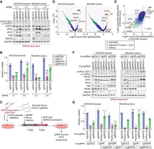 A Ubiquitination Cascade Regulating the Integrated Stress Response and ...