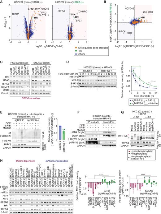 A Ubiquitination Cascade Regulating the Integrated Stress Response and ...