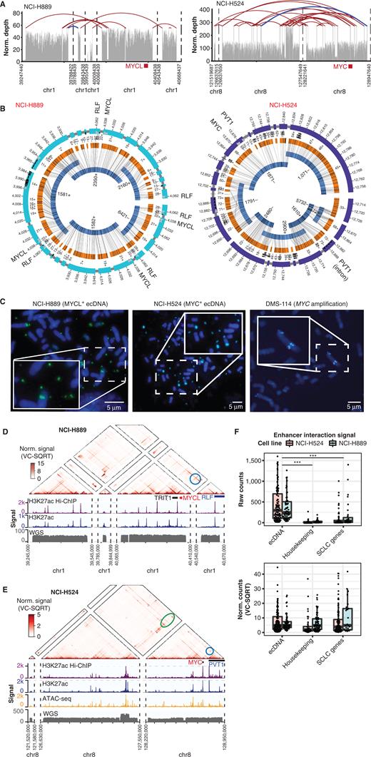 Extrachromosomal DNA Amplification Contributes to Small Cell Lung ...