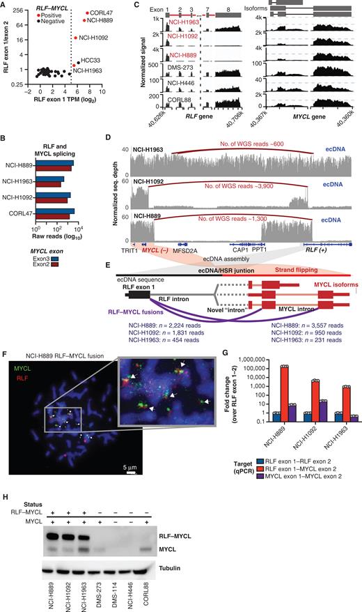 Extrachromosomal DNA Amplification Contributes to Small Cell Lung ...