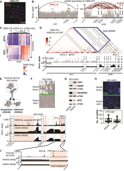 Extrachromosomal DNA Amplification Contributes to Small Cell Lung ...