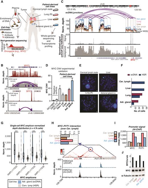 Extrachromosomal DNA Amplification Contributes to Small Cell Lung ...
