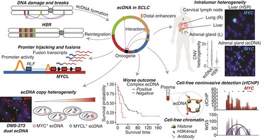 Extrachromosomal DNA Amplification Contributes to Small Cell Lung ...