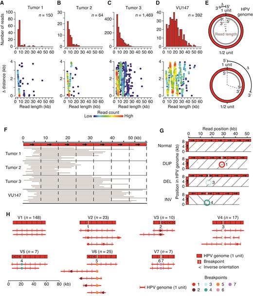 Intratumoral Heterogeneity and Clonal Evolution Induced by HPV ...