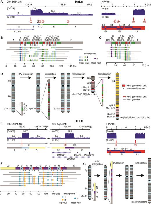 Intratumoral Heterogeneity and Clonal Evolution Induced by HPV ...