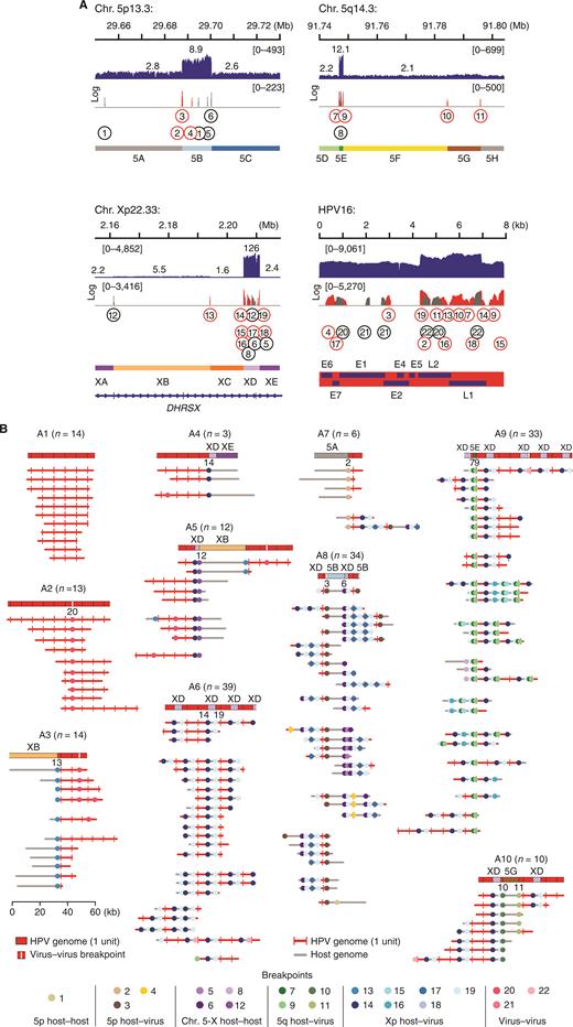 Intratumoral Heterogeneity and Clonal Evolution Induced by HPV ...