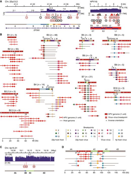 Intratumoral Heterogeneity and Clonal Evolution Induced by HPV ...