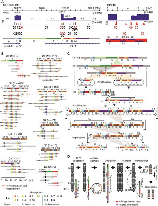 Intratumoral Heterogeneity and Clonal Evolution Induced by HPV ...