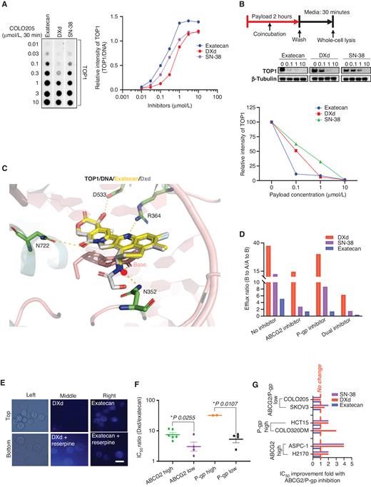 Antibody–Exatecan Conjugates with a Novel Self-immolative Moiety ...
