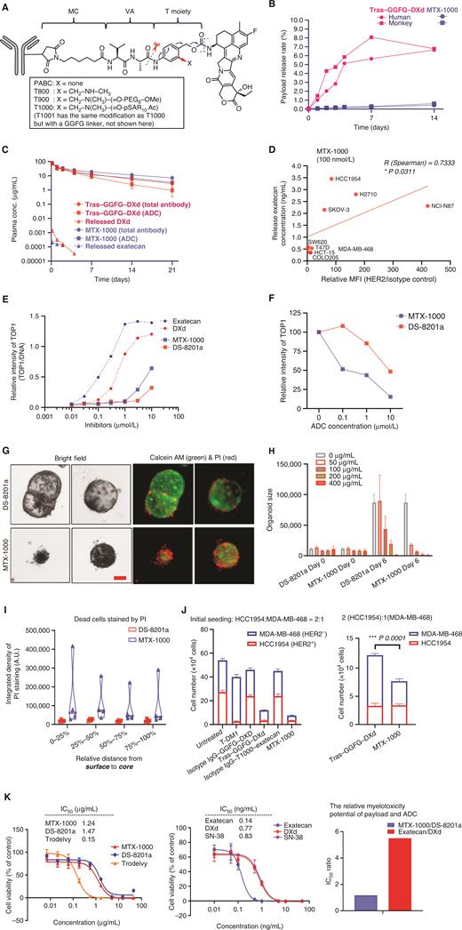 Antibody–Exatecan Conjugates with a Novel Self-immolative Moiety ...