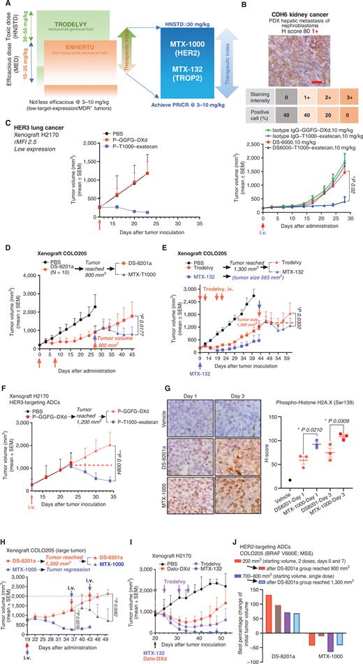 Antibody–Exatecan Conjugates with a Novel Self-immolative Moiety ...