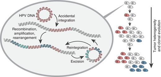 HPV Integration Can Drive the Formation of Virus–Host Extrachromosomal ...