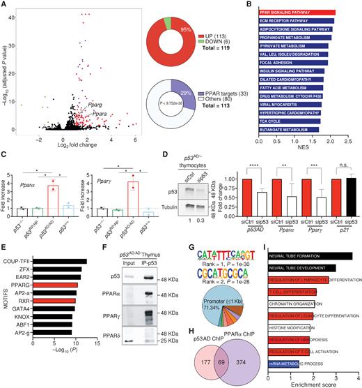 Dimeric p53 Mutant Elicits Unique Tumor-Suppressive Activities through ...