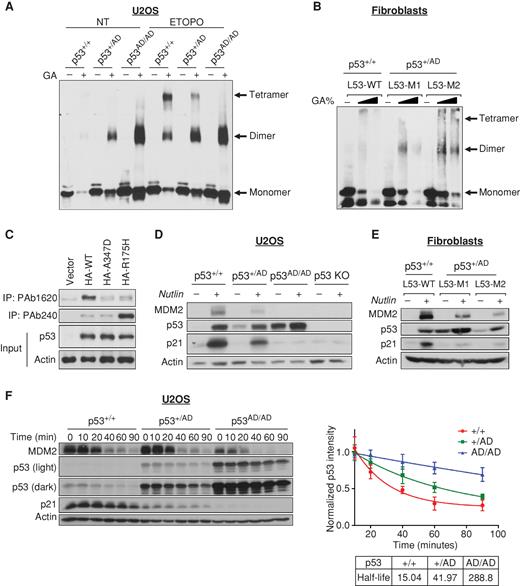 Li–Fraumeni Syndrome–Associated Dimer-Forming Mutant p53 Promotes ...