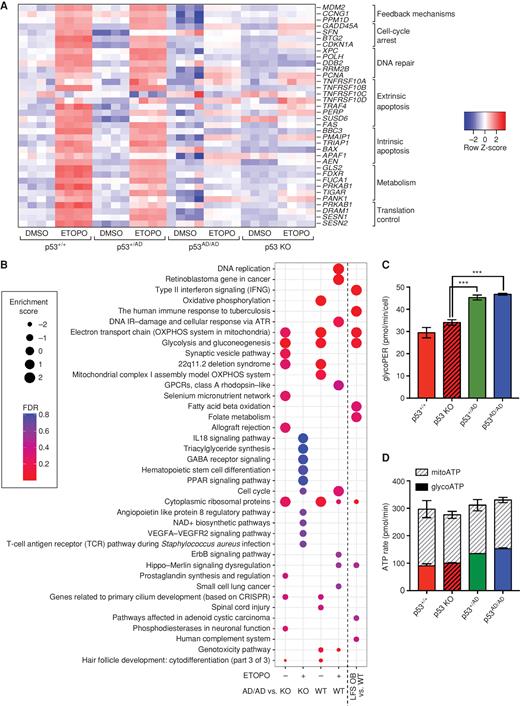Li–Fraumeni Syndrome–Associated Dimer-Forming Mutant p53 Promotes ...