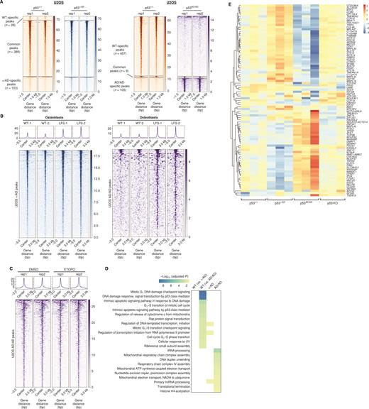 Li–Fraumeni Syndrome–Associated Dimer-Forming Mutant p53 Promotes ...