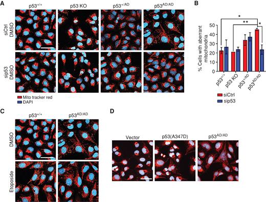 Li–Fraumeni Syndrome–Associated Dimer-Forming Mutant p53 Promotes ...
