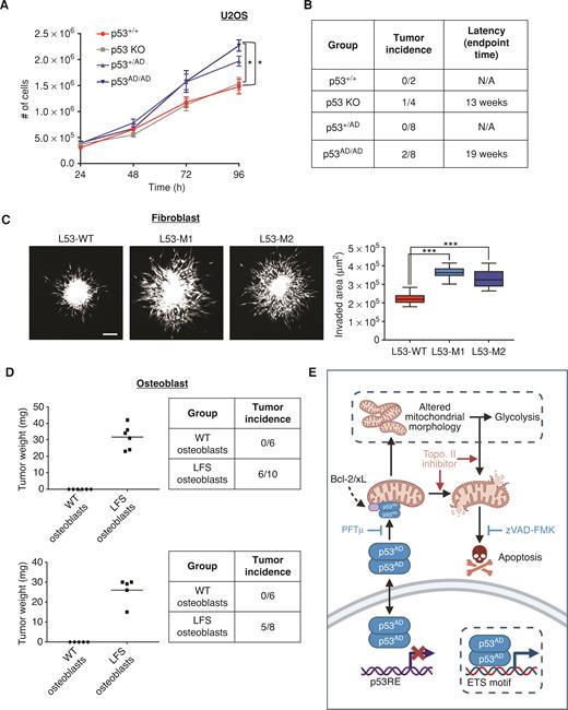 Li–Fraumeni Syndrome–Associated Dimer-Forming Mutant p53 Promotes ...