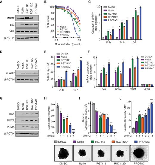 Targeted MDM2 Degradation Reveals a New Vulnerability for p53 ...