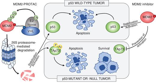 MDM2-PROTAC versus MDM2 Inhibitors: Beyond p53 Reactivation | Cancer ...