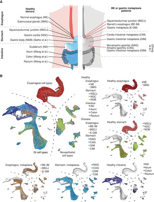 Single-Cell RNA Sequencing Unifies Developmental Programs of Esophageal ...